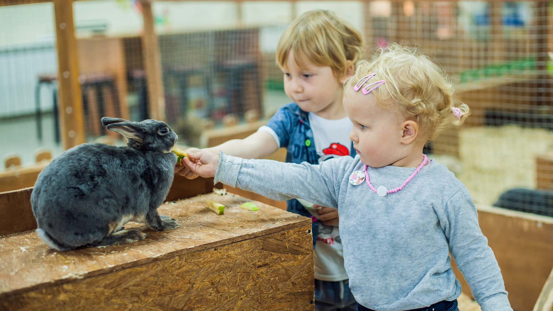 Blackwater Open Farm | Farms In Wexford | Newtown Park Hotel